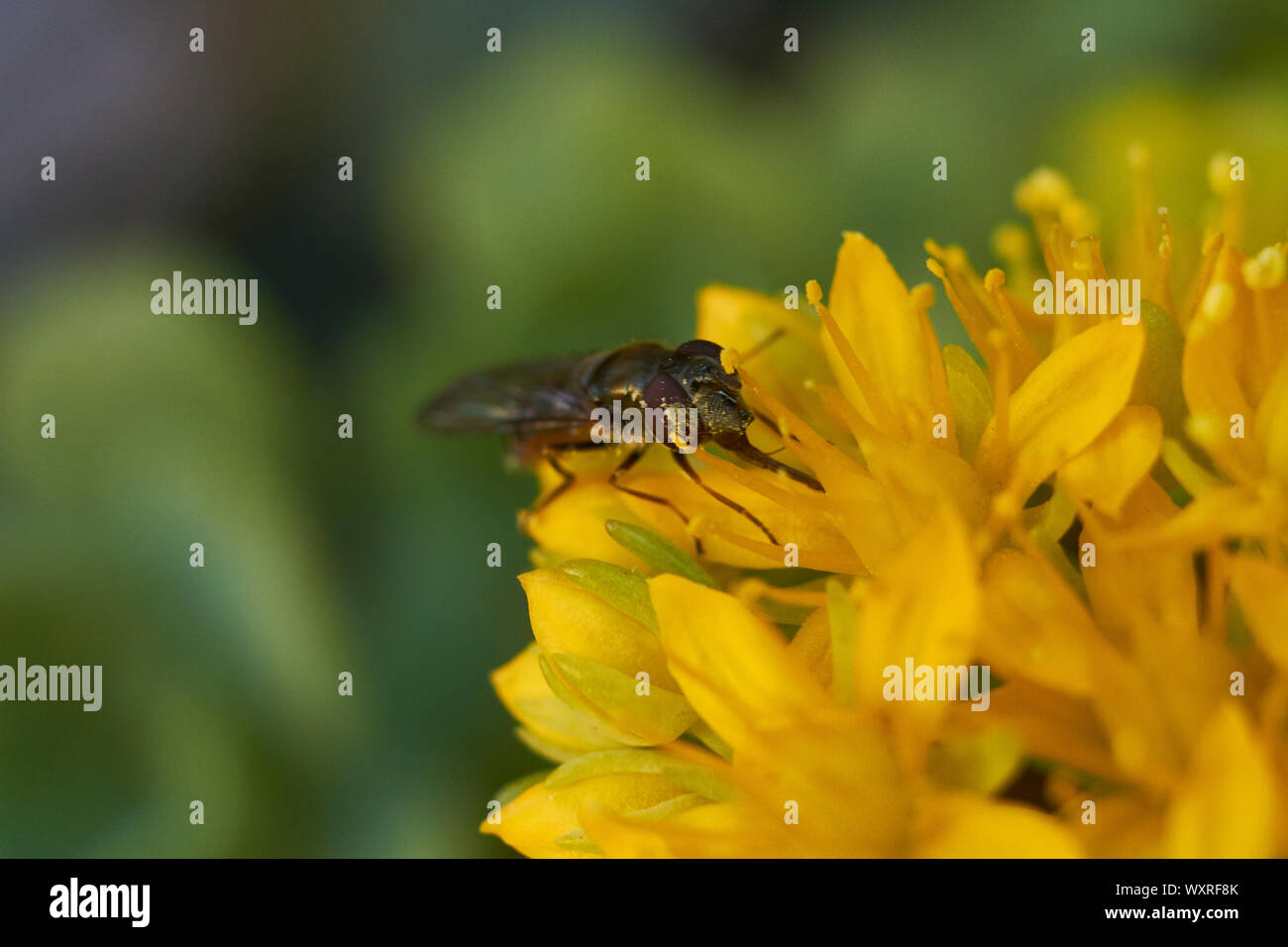 insect in nature takes macro with flowers at sunrise from the garden ...