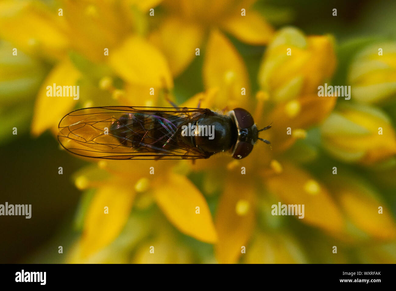 insect in nature takes macro with flowers at sunrise from the garden ...