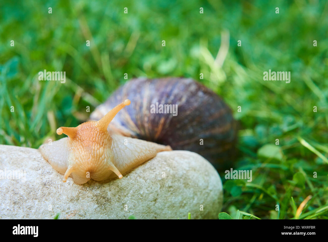 Snail crawling over white stone. Selective focus. Low depth of field ...