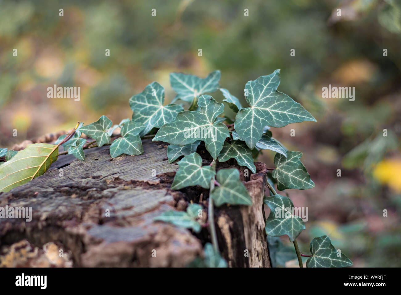 Common Ivy (Hedera helix) growing on the trunk of a tree Stock Photo ...
