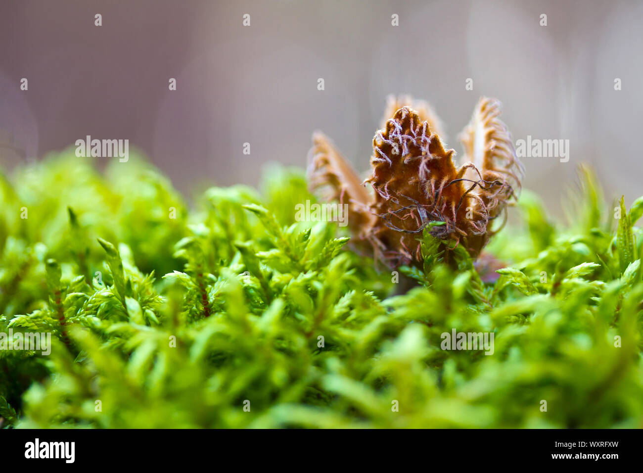 Beech cone on moss hi-res stock photography and images - Alamy