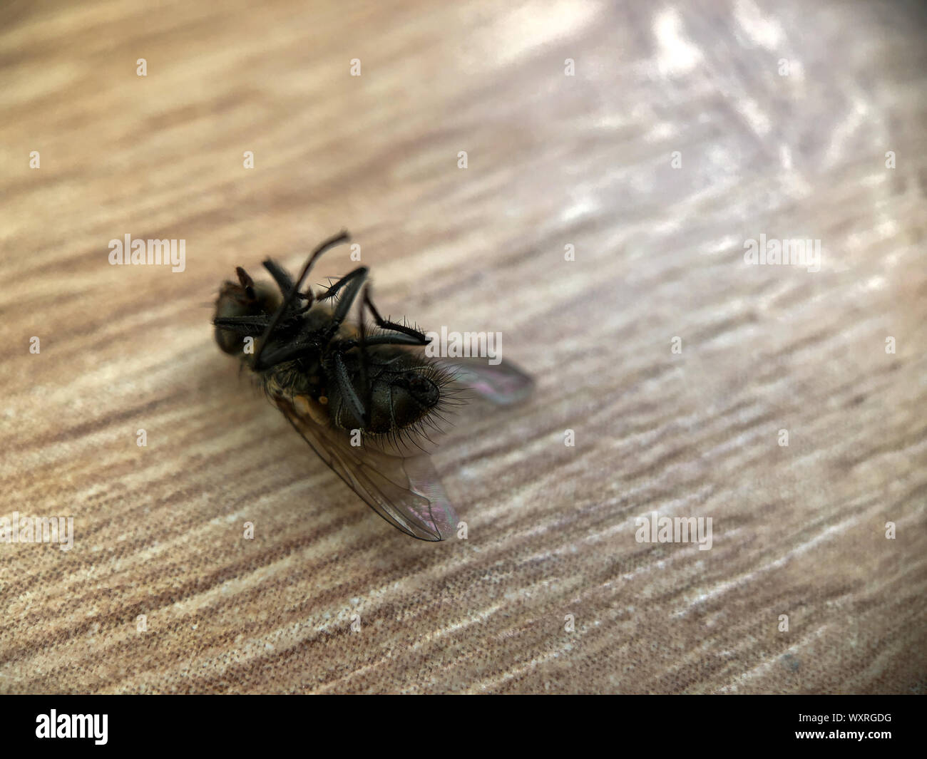 Dead fly upside down on hi-res stock photography and images - Alamy