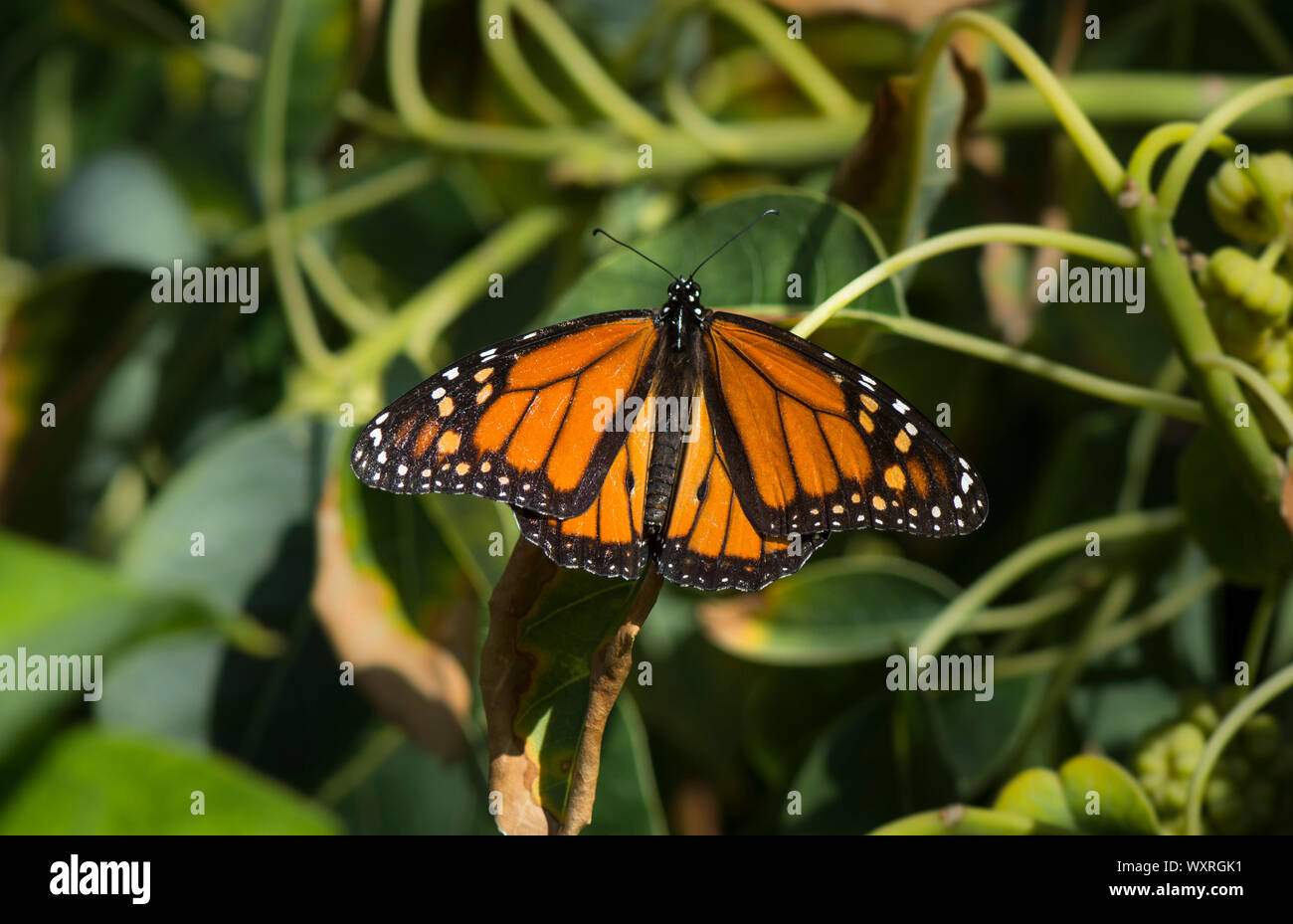 Monarch butterfly milkweed hi-res stock photography and images - Alamy