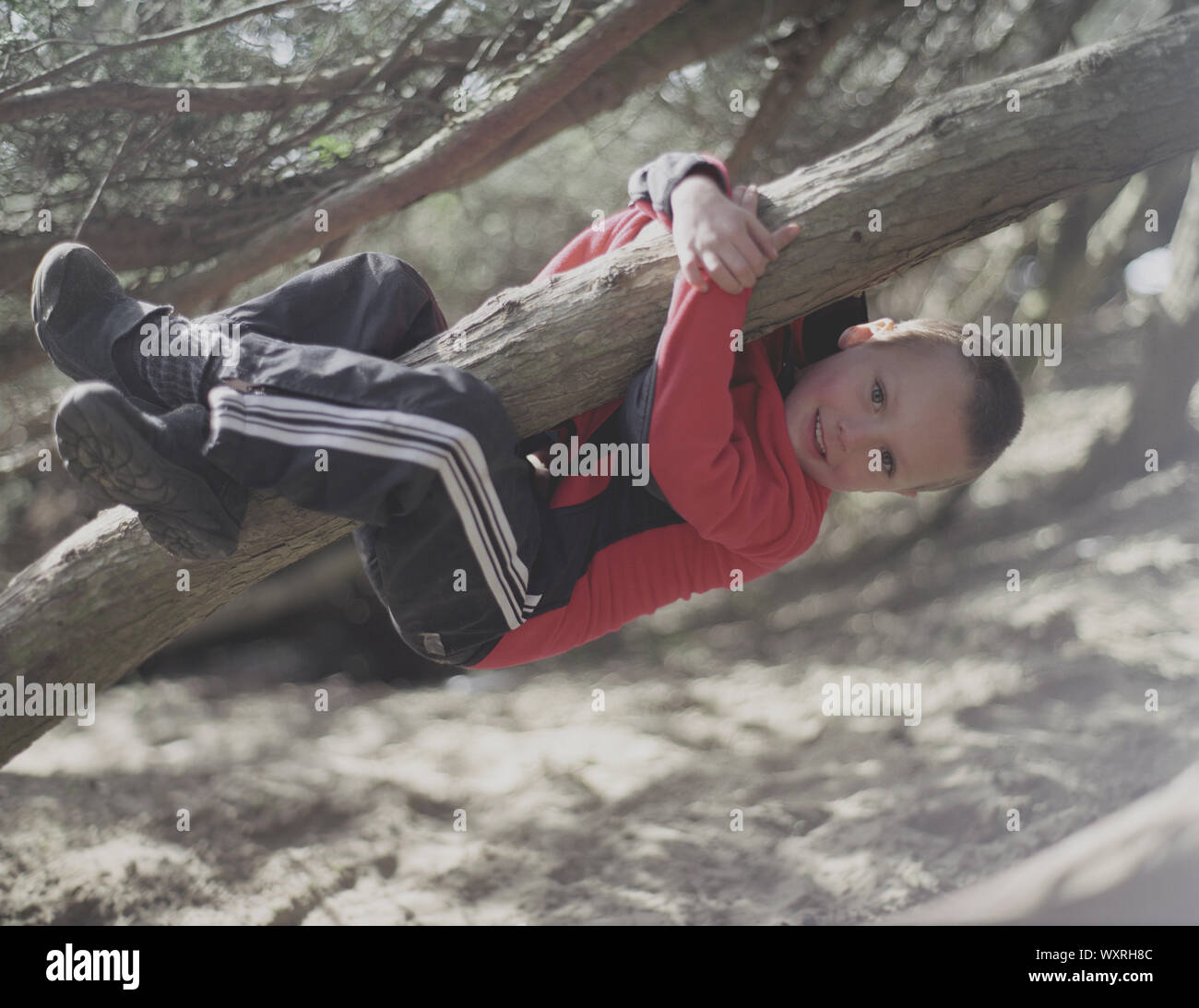 Boy hanging from tree Stock Photo - Alamy