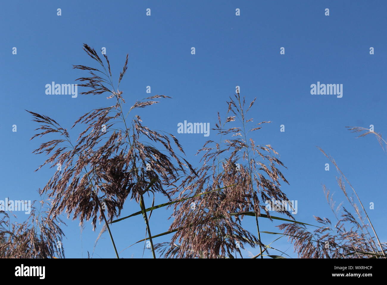 Reed in the sky with natural wind hi-res stock photography and images ...
