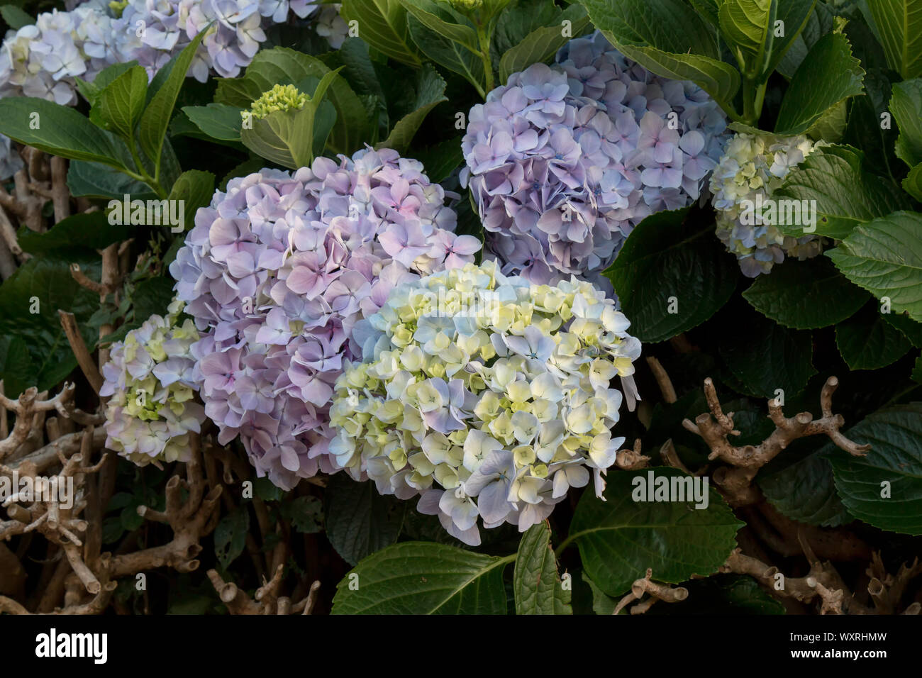 Late spring as a time for all the wild growing hortensia (hydrangea) to ...