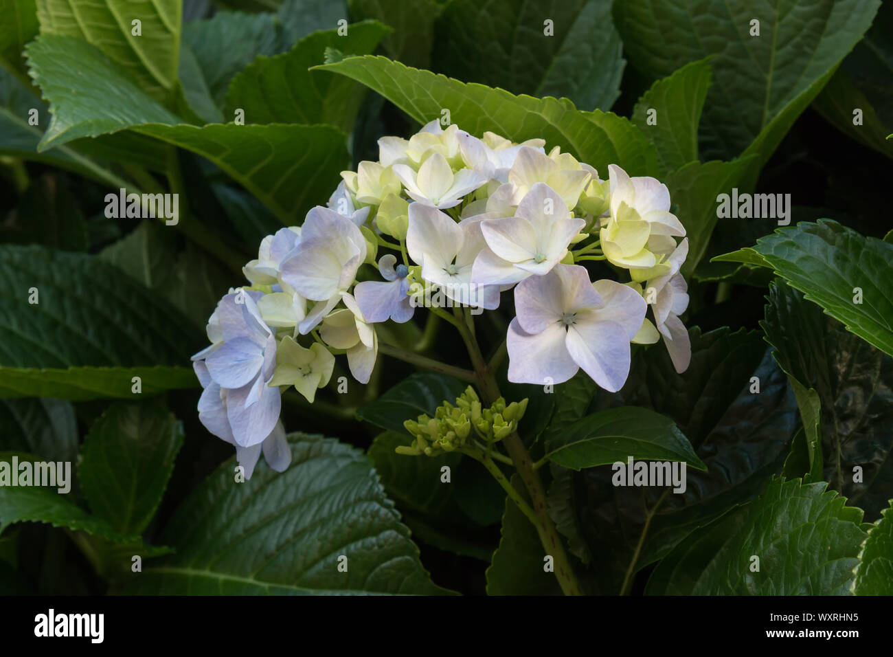 Late spring as a time for all the wild growing hortensia (hydrangea) to ...
