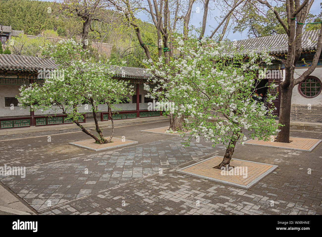 Courtyard with blossoming trees in the Jinci temple in Taiyuan Stock ...
