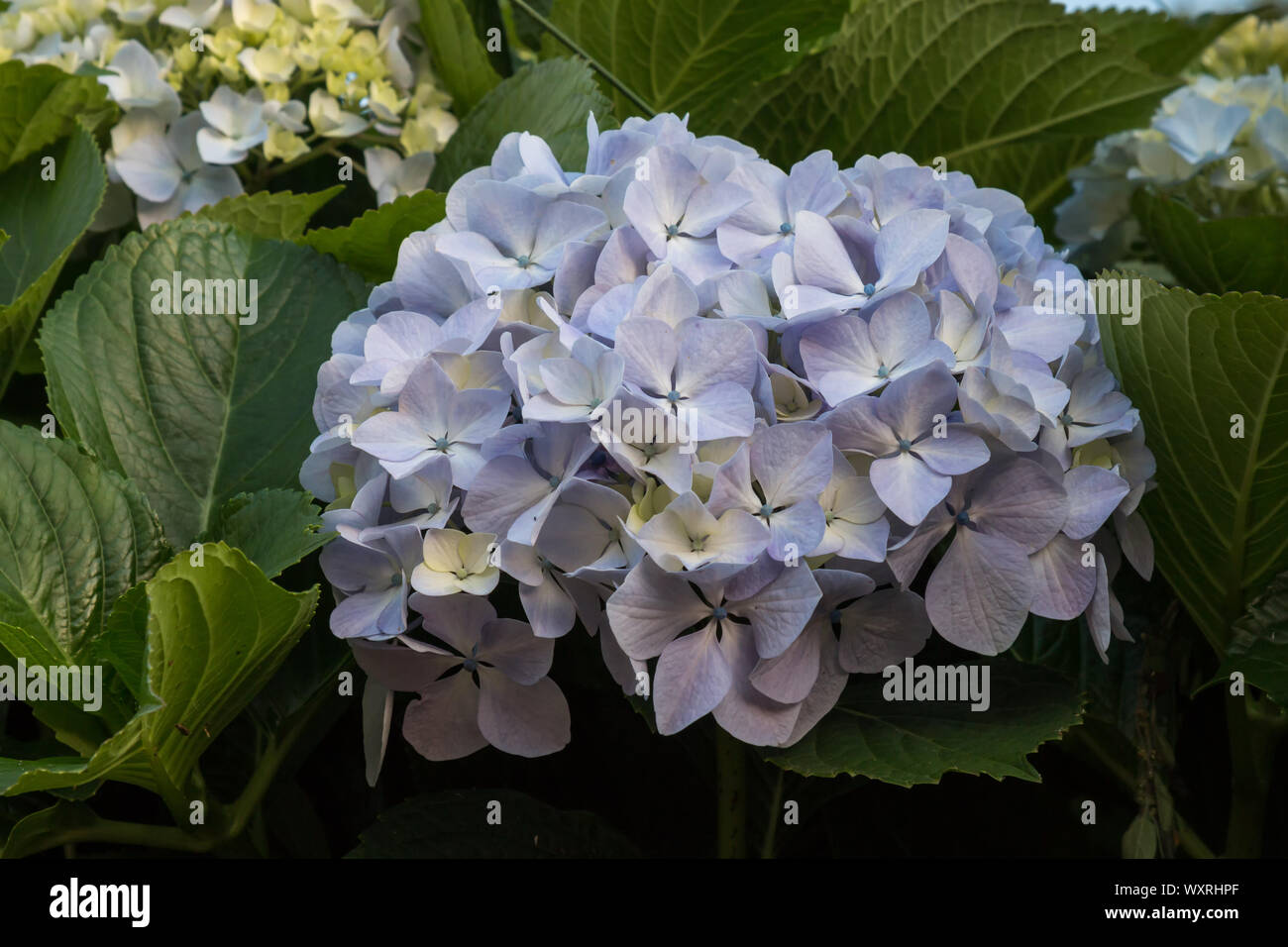 Late spring as a time for all the wild growing hortensia (hydrangea) to ...