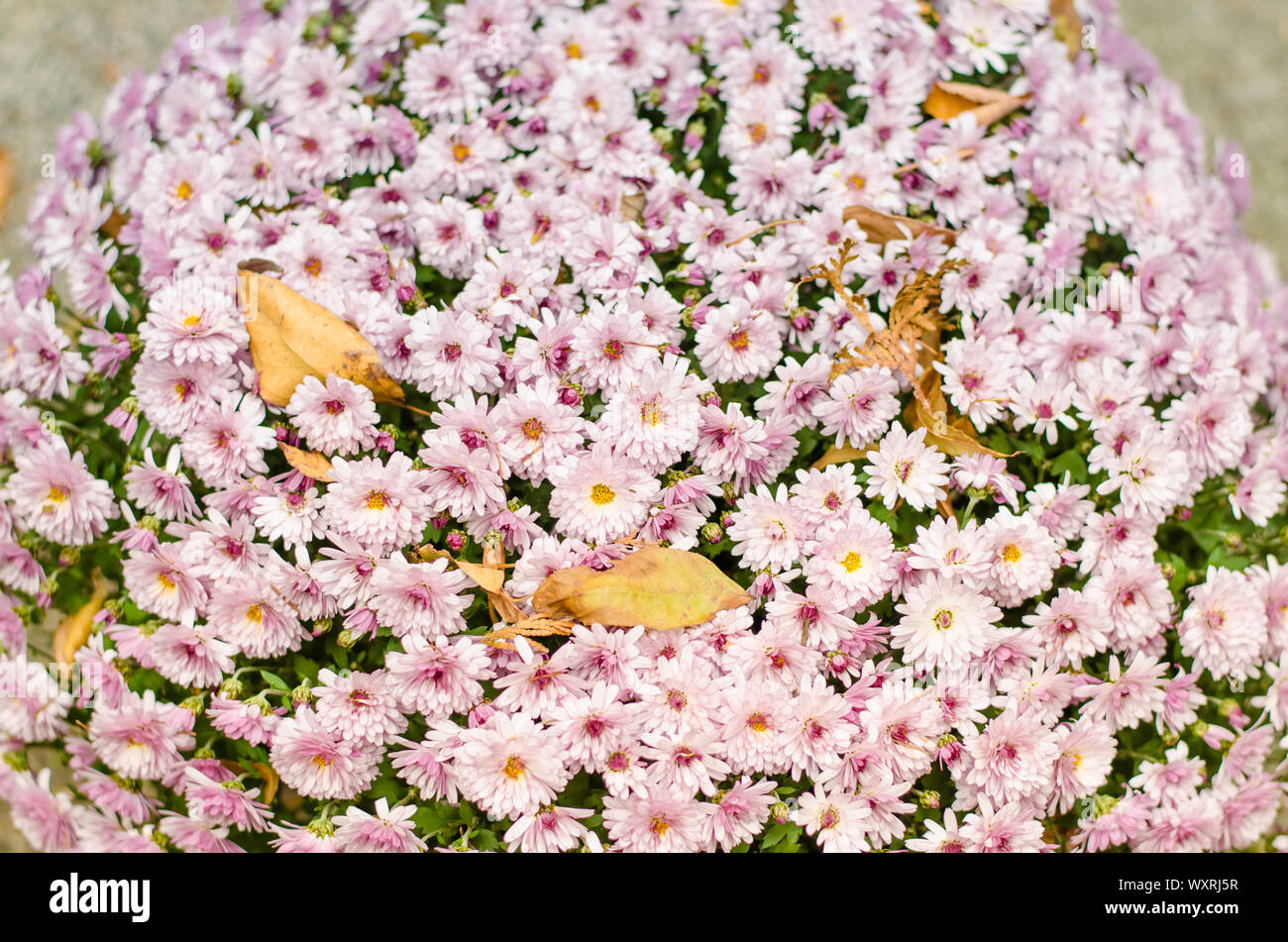 Astra flowers hi-res stock photography and images - Alamy