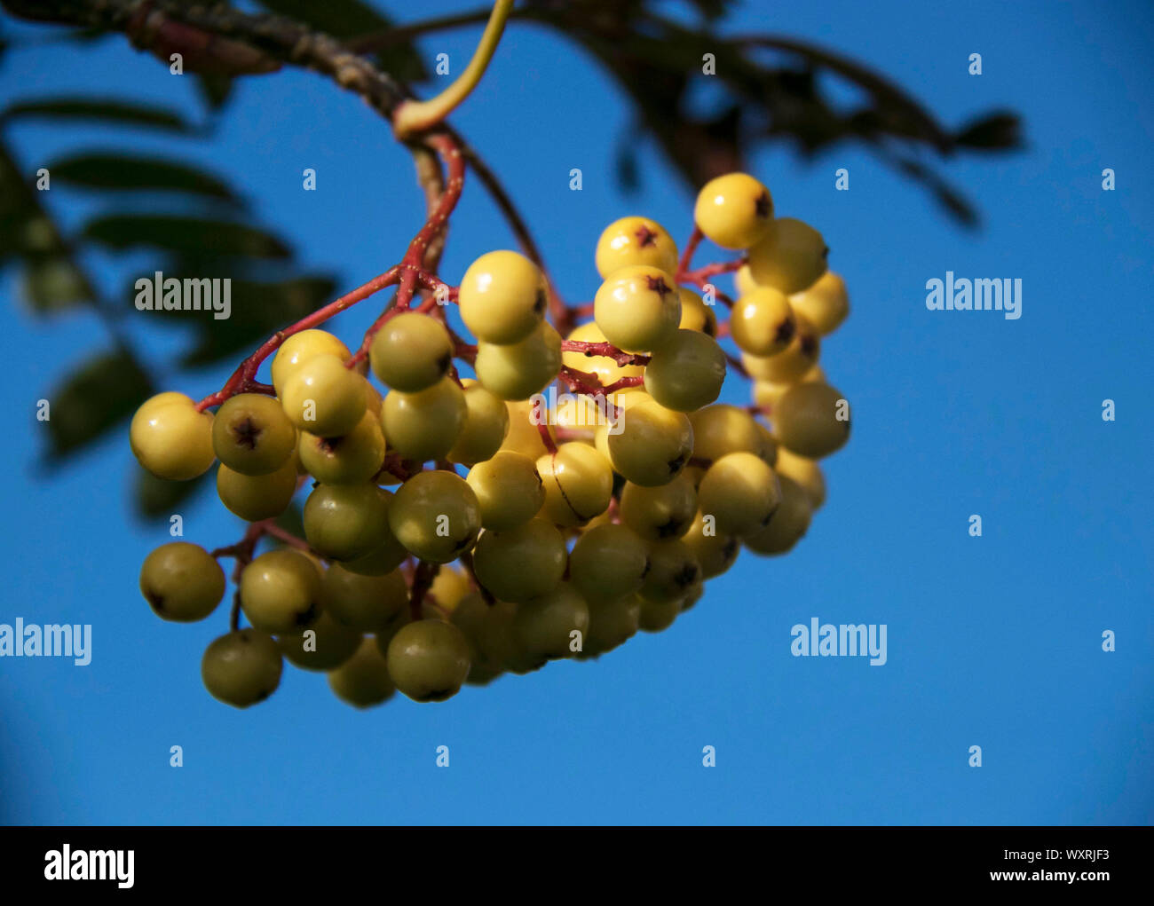 Sorbus tree hi-res stock photography and images - Alamy