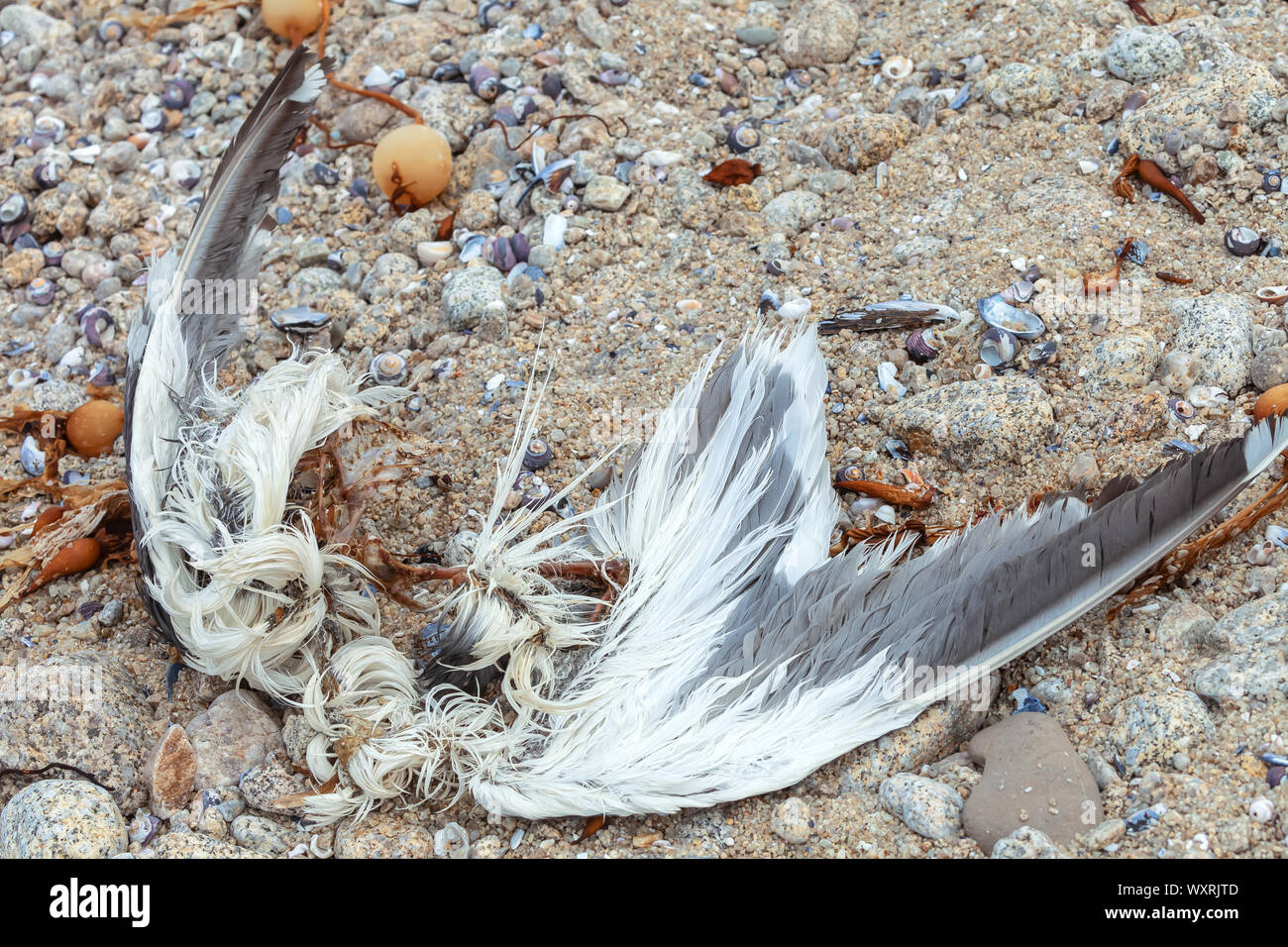 The remain skeleton of a western gull Stock Photo - Alamy