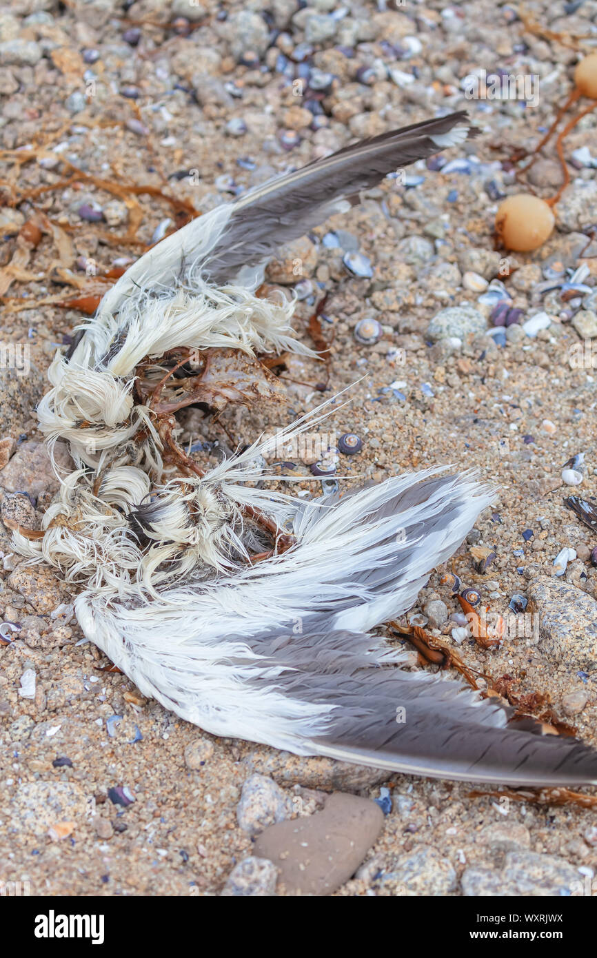 The remain skeleton of a western gull Stock Photo - Alamy