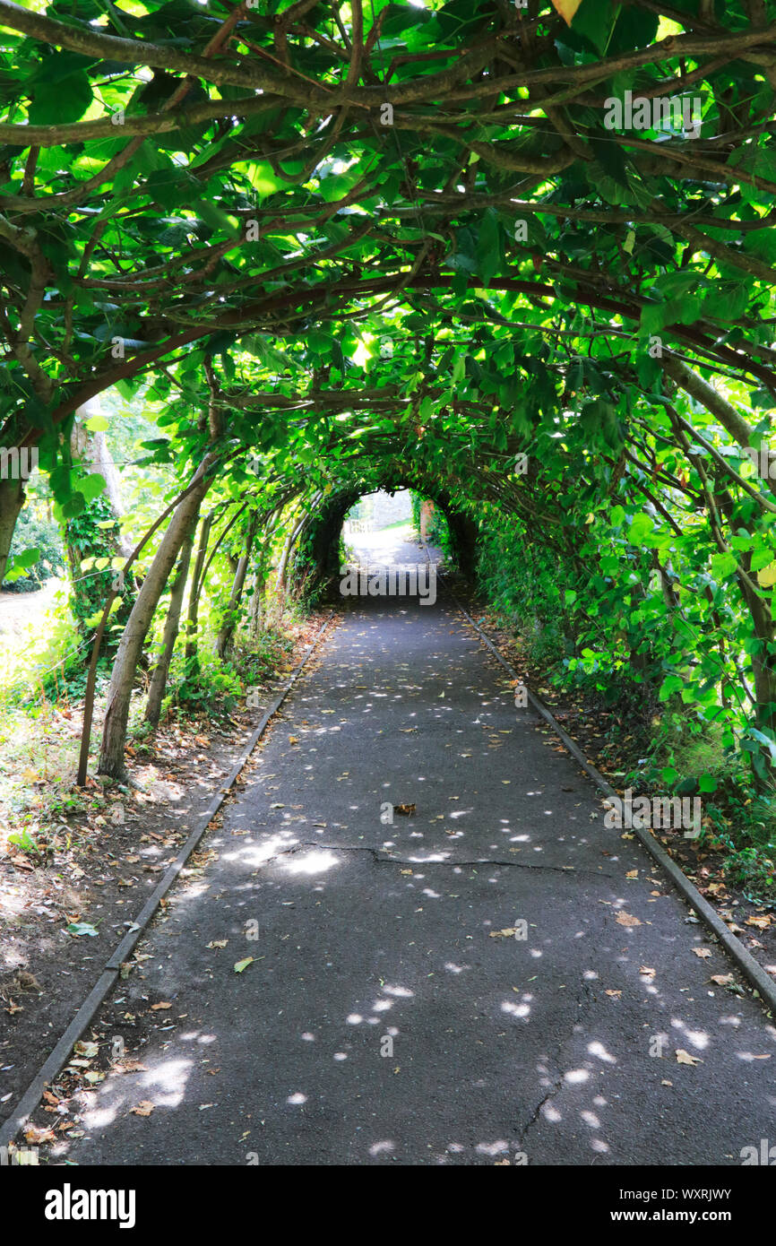 Tunnel through trees hi-res stock photography and images - Alamy