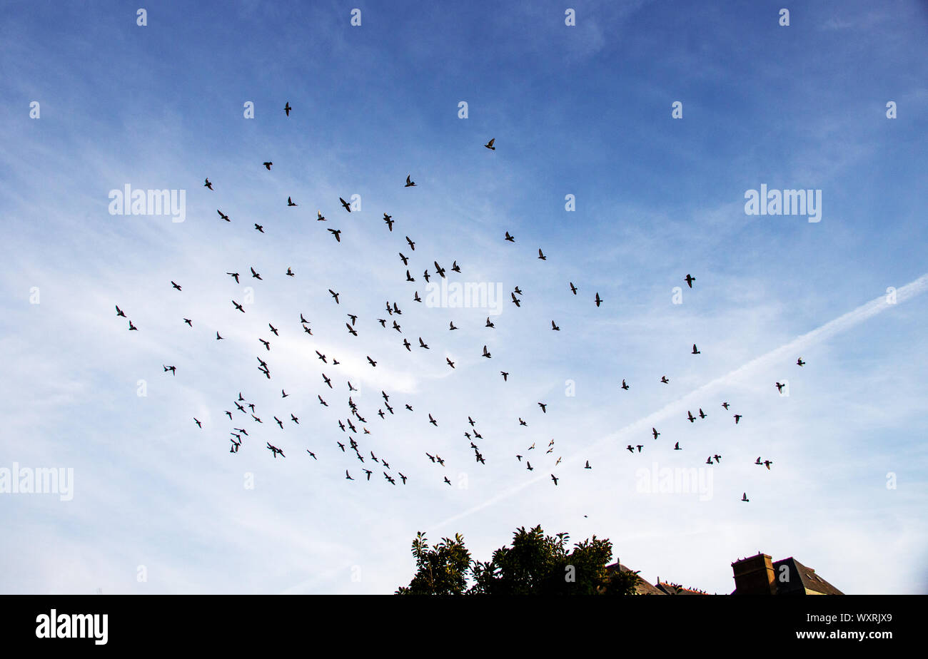 Pigeon swarm on a summer day Stock Photo - Alamy
