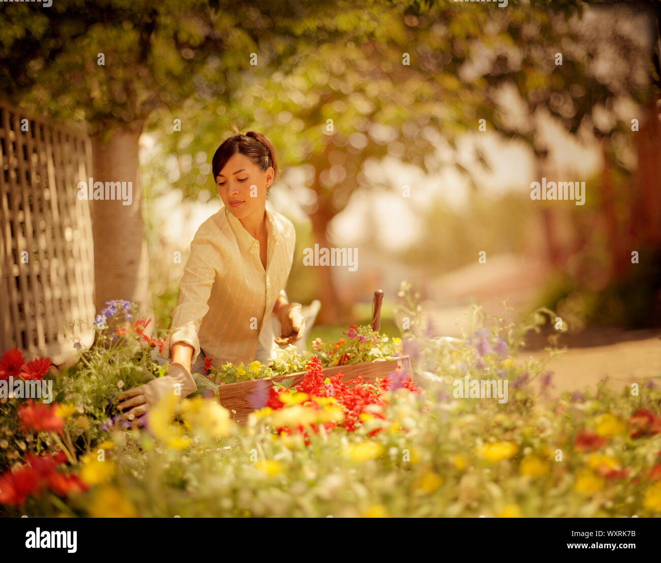 Young woman gardening in her back yard Stock Photo - Alamy