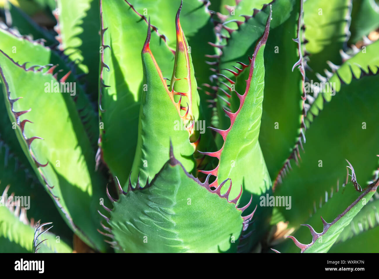 Shaws agave agave shawii hi-res stock photography and images - Alamy
