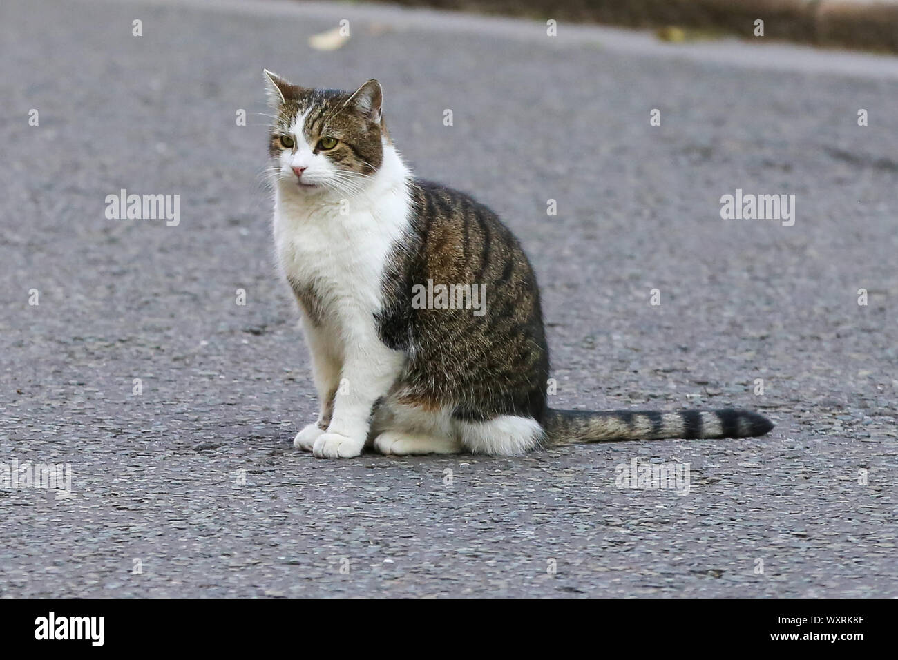 Larry, the 10 Downing Street cat and Chief Mouser to the Cabinet Office ...