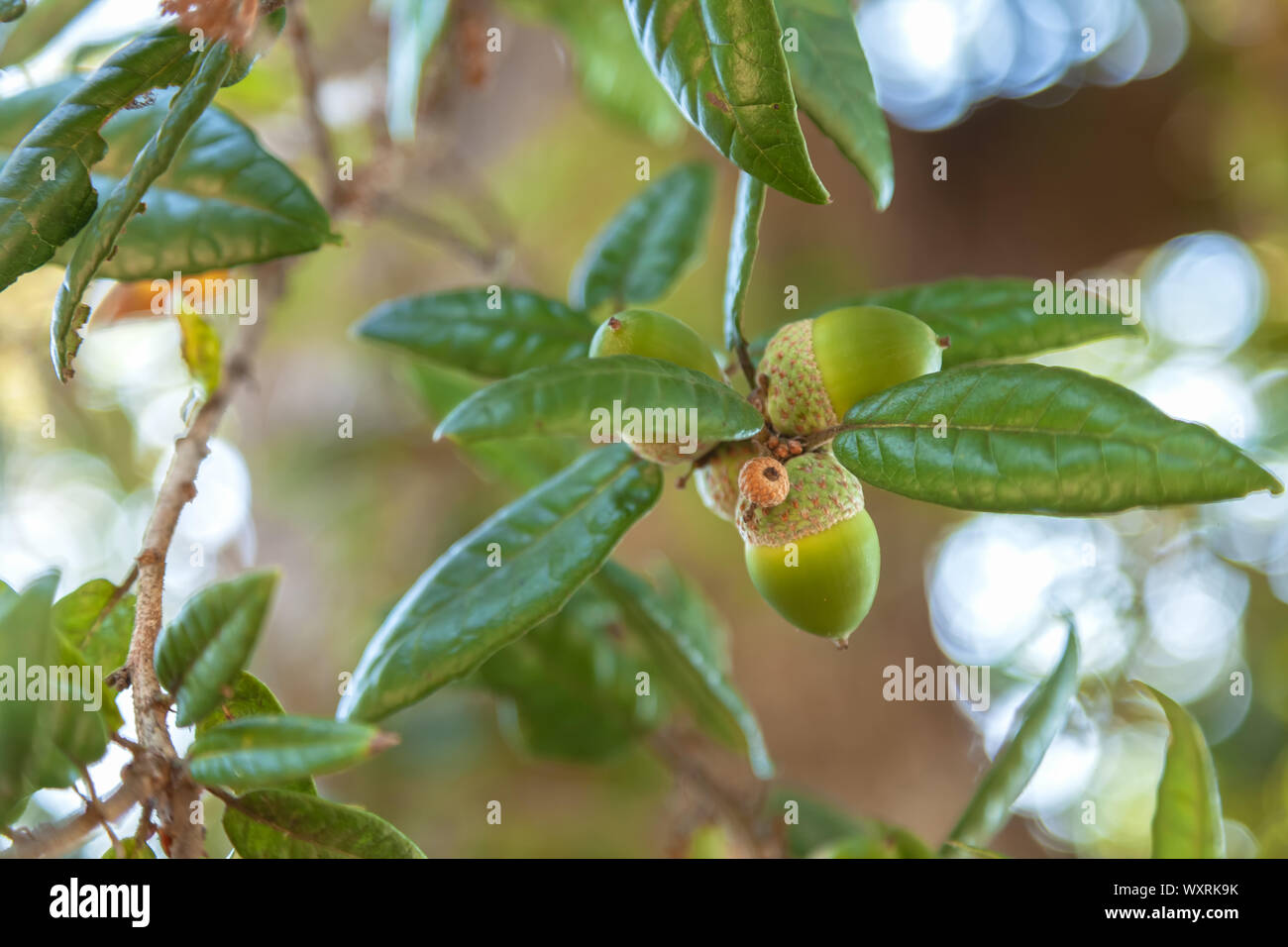 The endangered species Island oak fruit ,Quercus tomentella, Santa ...