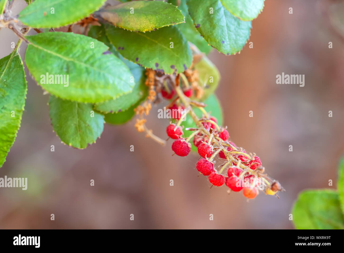 Red berries fruit of the summer holly tree Comarostaphylis diversifolia ...
