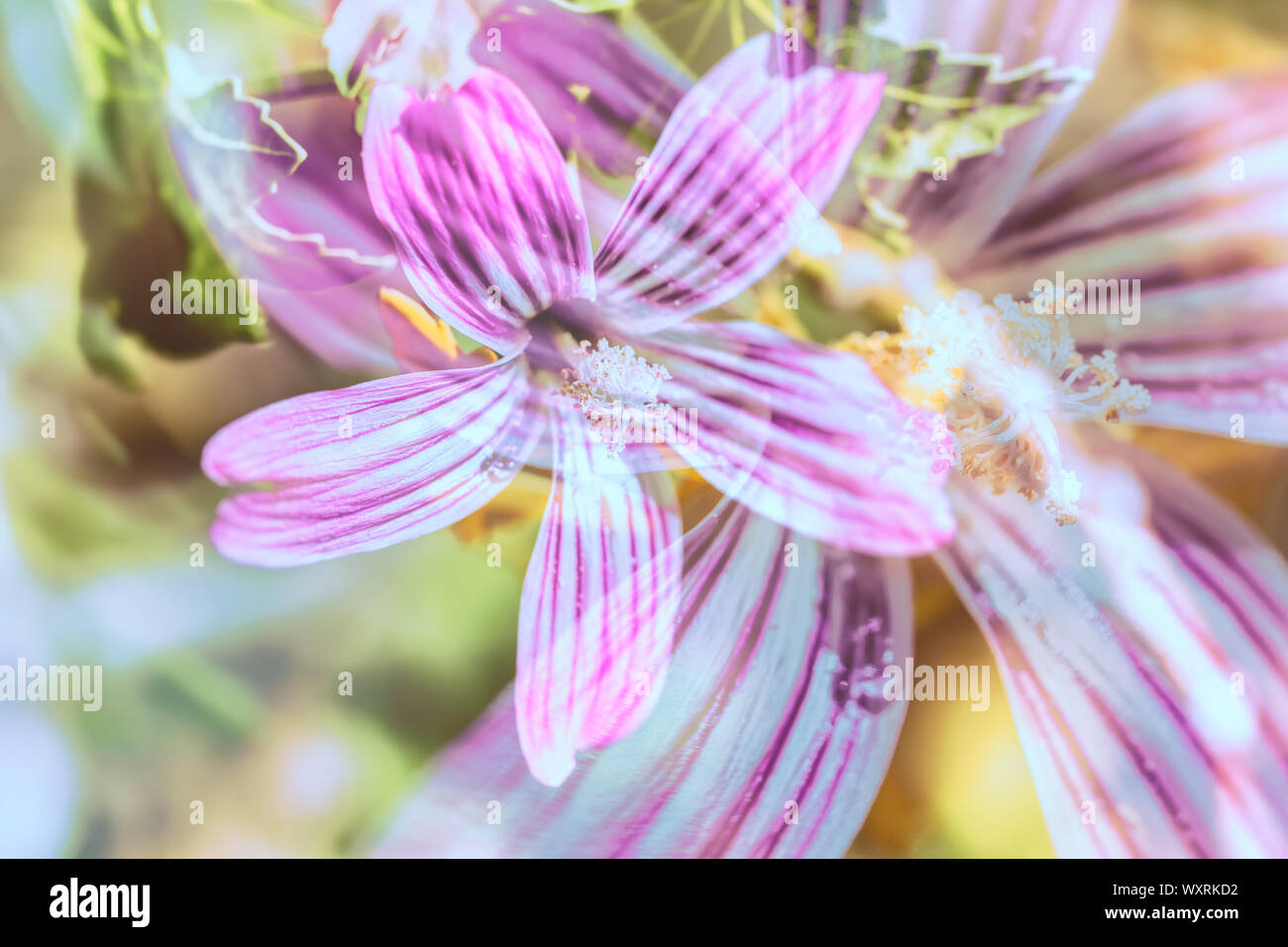Malva assurgentiflora x purisima hi-res stock photography and images ...