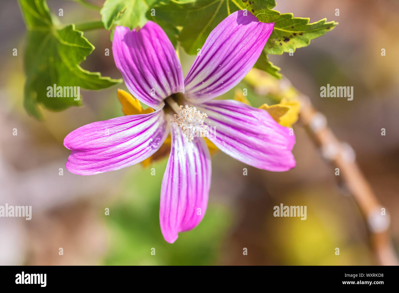 Purisima tree mallow flower, Malva assurgentiflora x purisima Stock ...