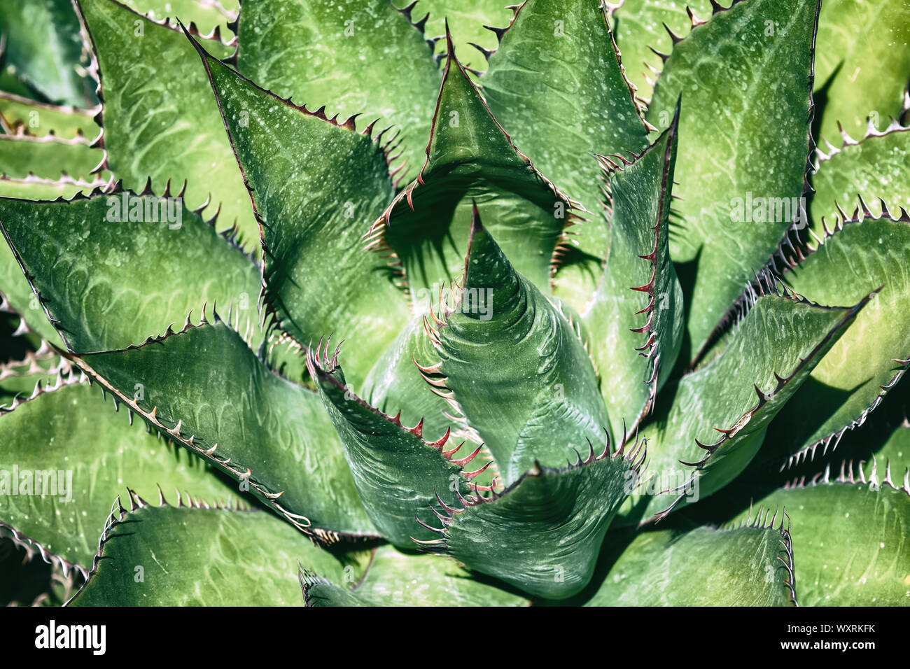 Close up at Shaw's agave (Agave shawii Stock Photo - Alamy