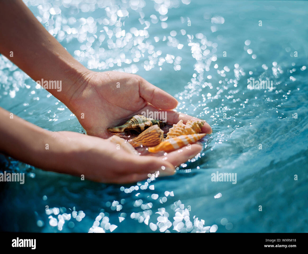 Hands holding seashells in water Stock Photo - Alamy