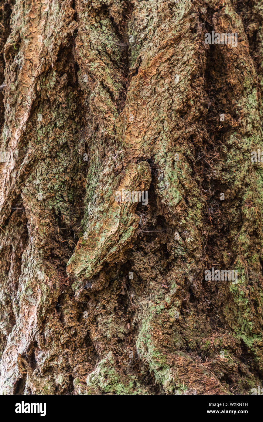 USA, Washington State, Battle Ground Lake State Park. Bark of a tree in ...