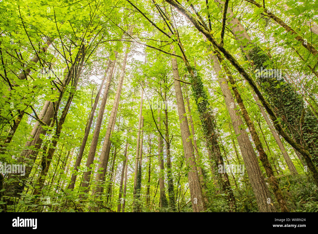 Battle ground lake state park hi-res stock photography and images - Alamy