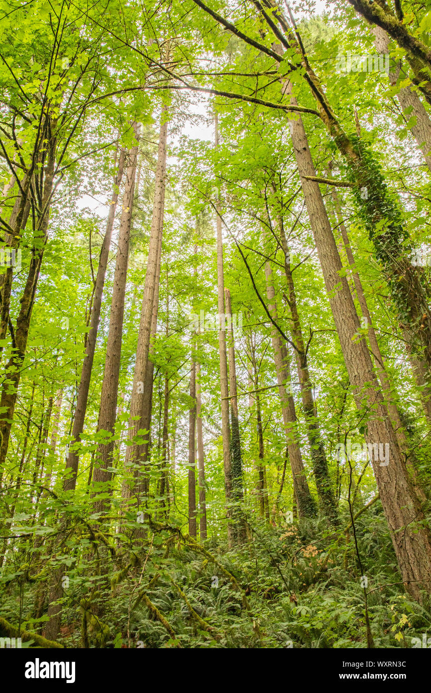 Battle ground lake state park hi-res stock photography and images - Alamy