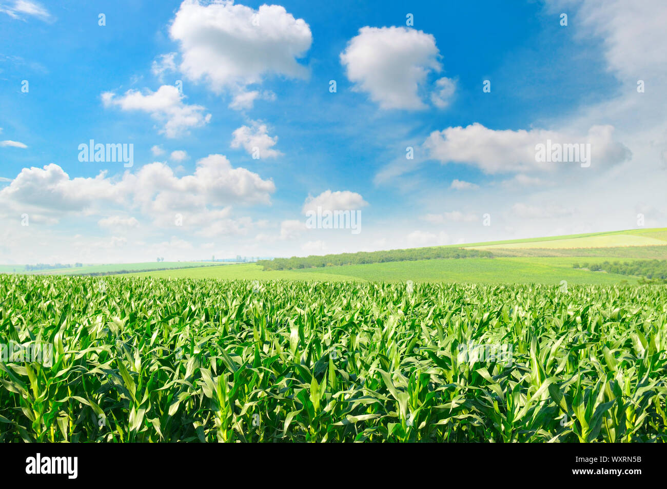 green corn field and blue sky Stock Photo - Alamy