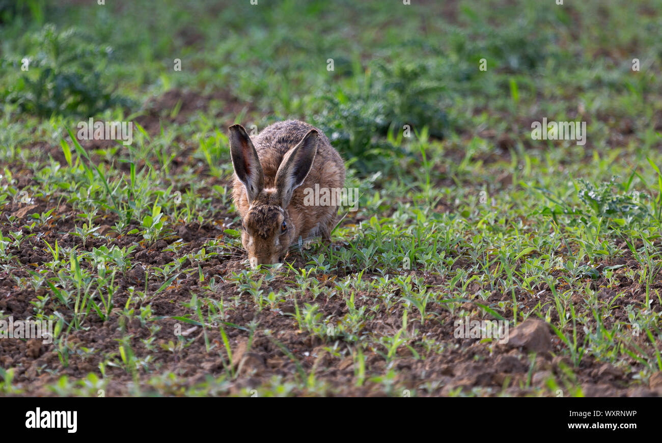 Brown hare grazing in field of young crops with ears facing forward ...