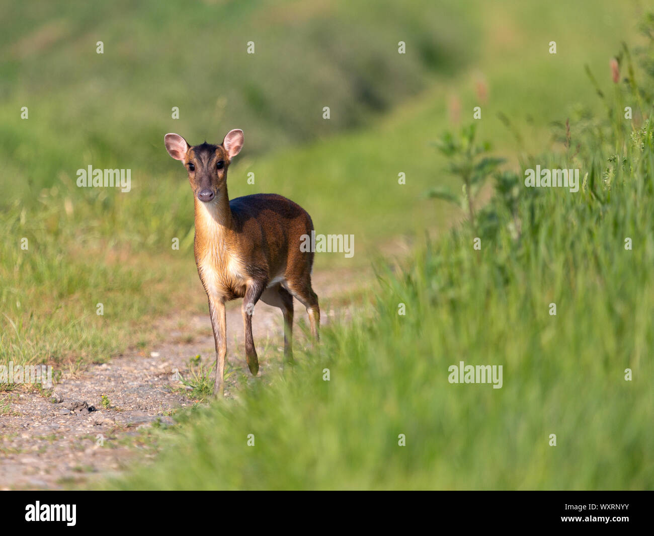 Facing Forwards High Resolution Stock Photography and Images - Alamy