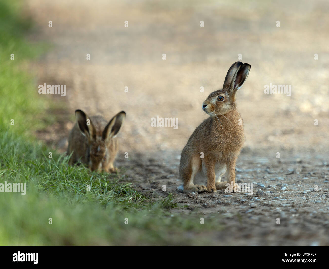 Two leverets hi-res stock photography and images - Alamy
