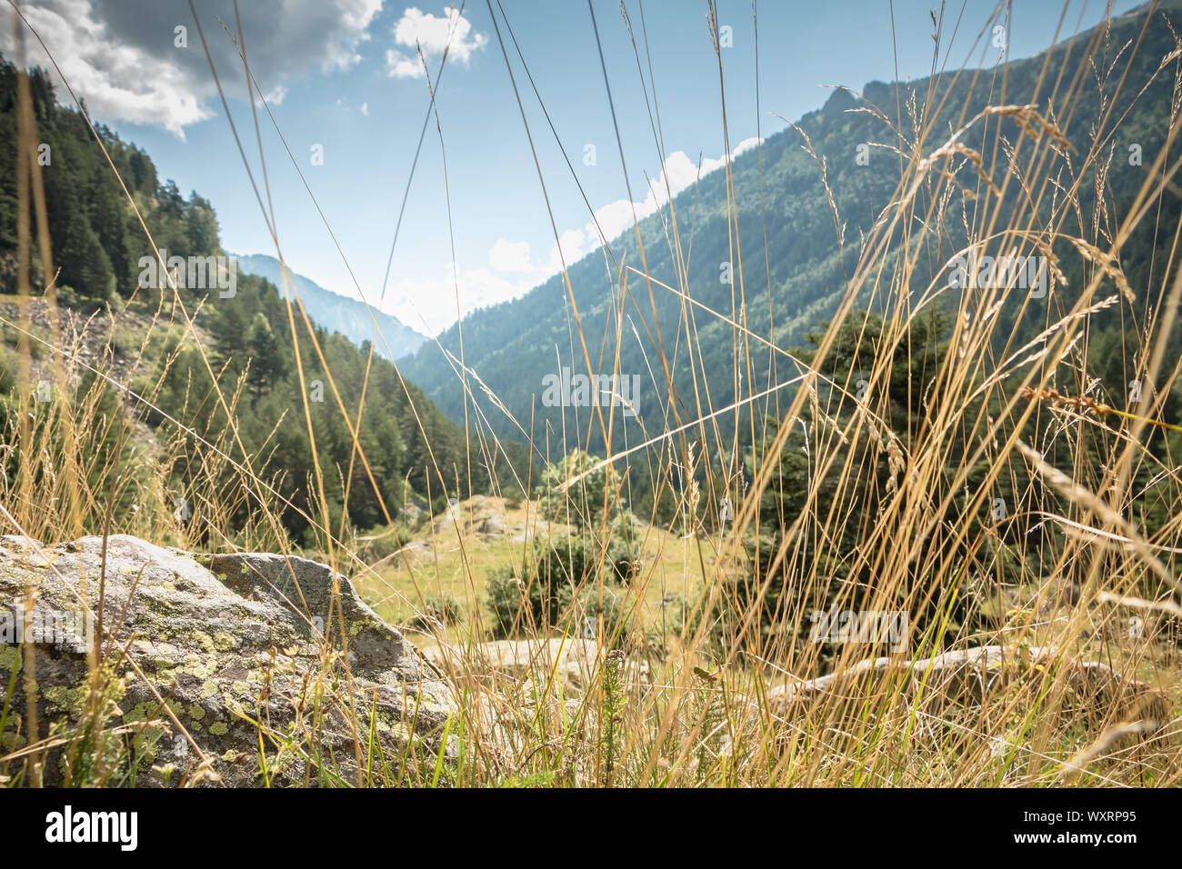 hiking path with trees and vegetation in the Pyrenees mountains in ...