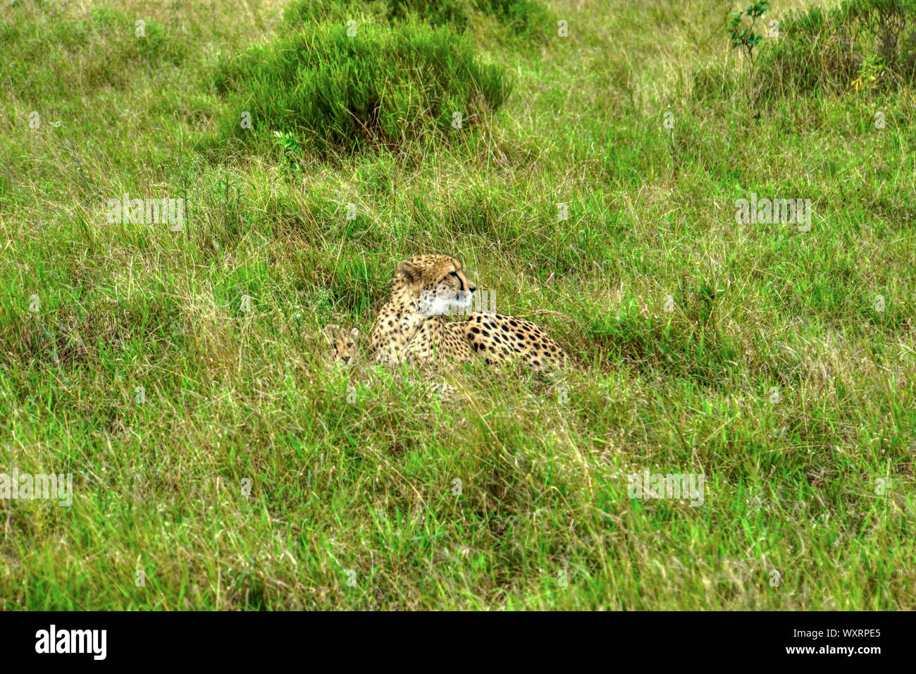 Cheetah - Phinda Game Reserve - South Africa; female and cub Stock ...