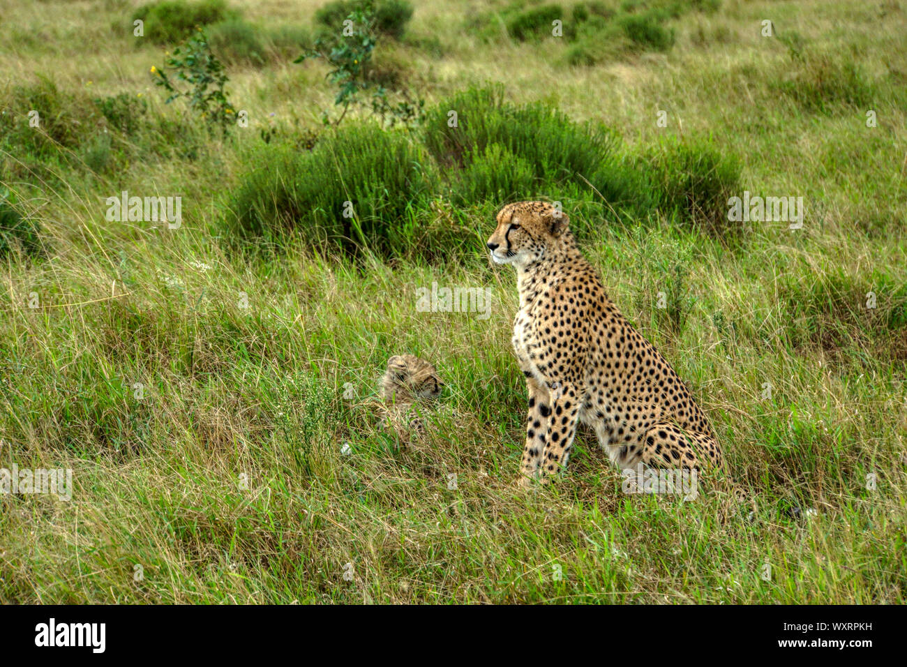 Cheetah - Phinda Game Reserve - South Africa Stock Photo - Alamy