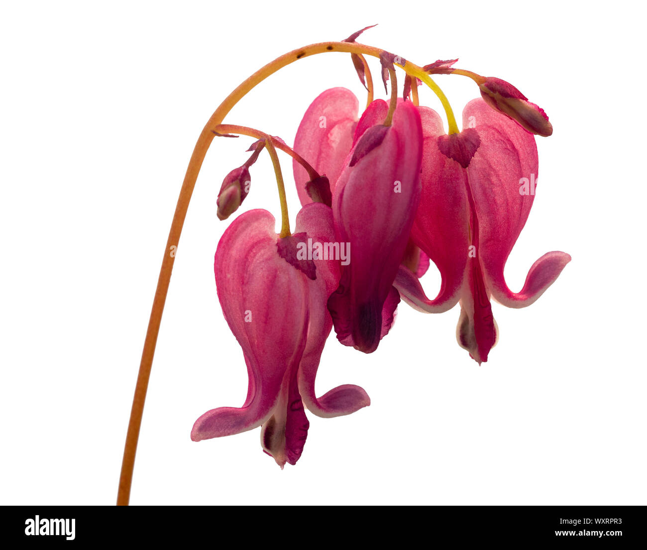 Woodland perennial Cut Out Stock Images & Pictures - Alamy