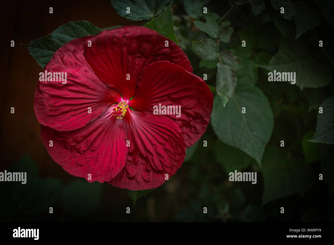 Giant Red Hibiscus Stock Photo - Alamy