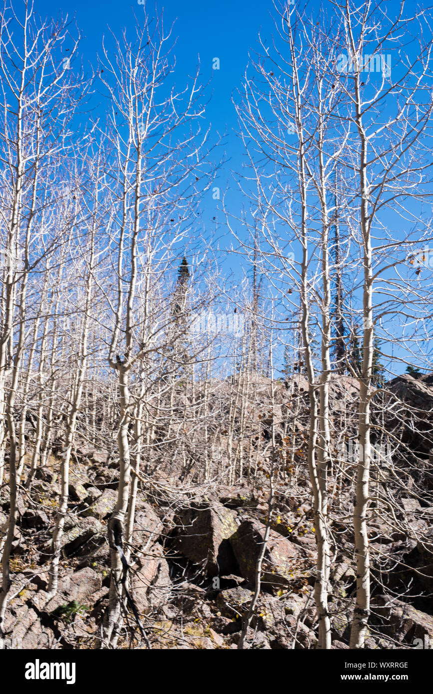 White Birch trees in Cedar Breaks National Monument in Utah Stock Photo ...