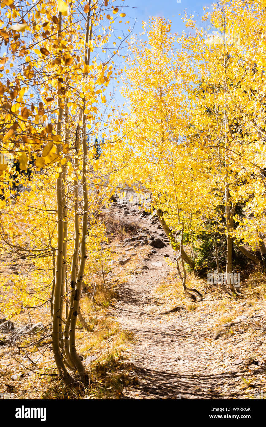 Golden Aspens trees line a path through the woods in fall season in ...