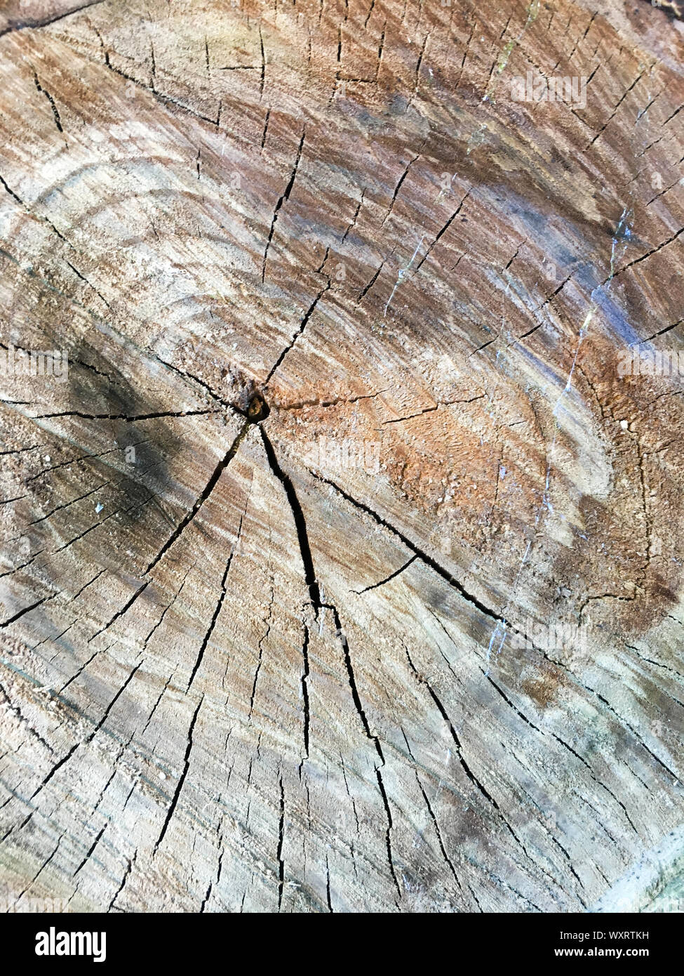 The ring of the tree. Wood texture. Top view. Close-up. Natural ...