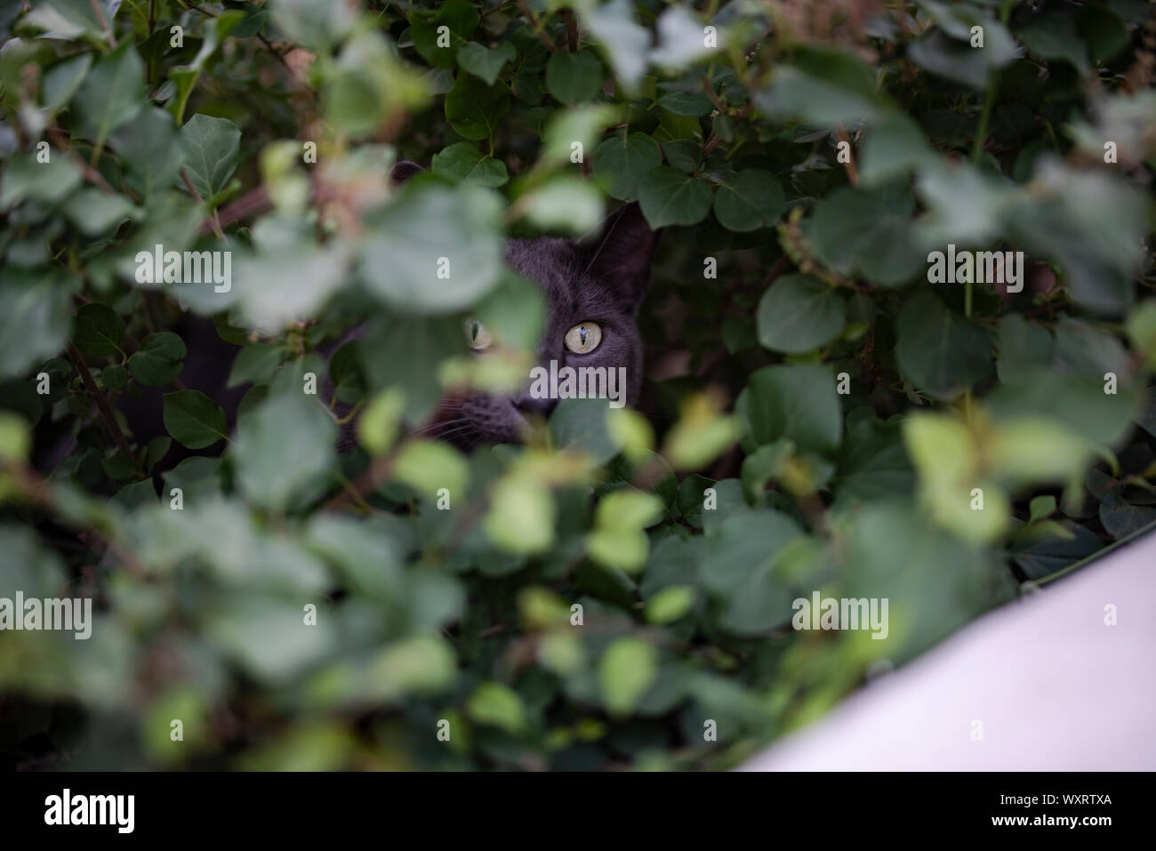 cat hiding in bush Stock Photo - Alamy