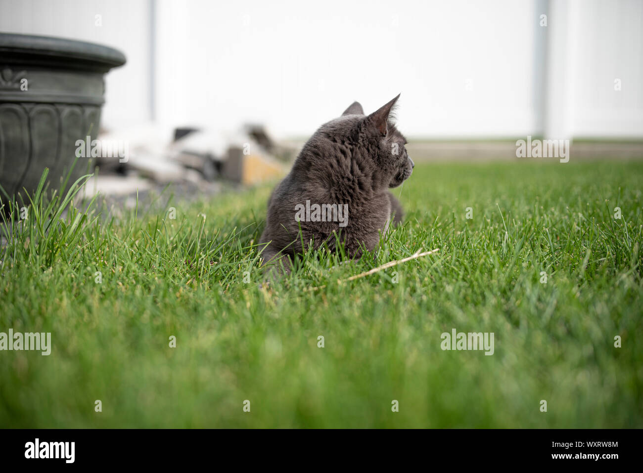 Gazing cat hi-res stock photography and images - Alamy