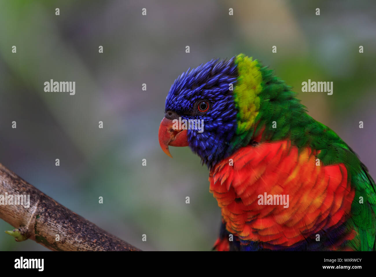 colorful parrot in Loro Park in Tenerife Canary islands. Spain Stock ...