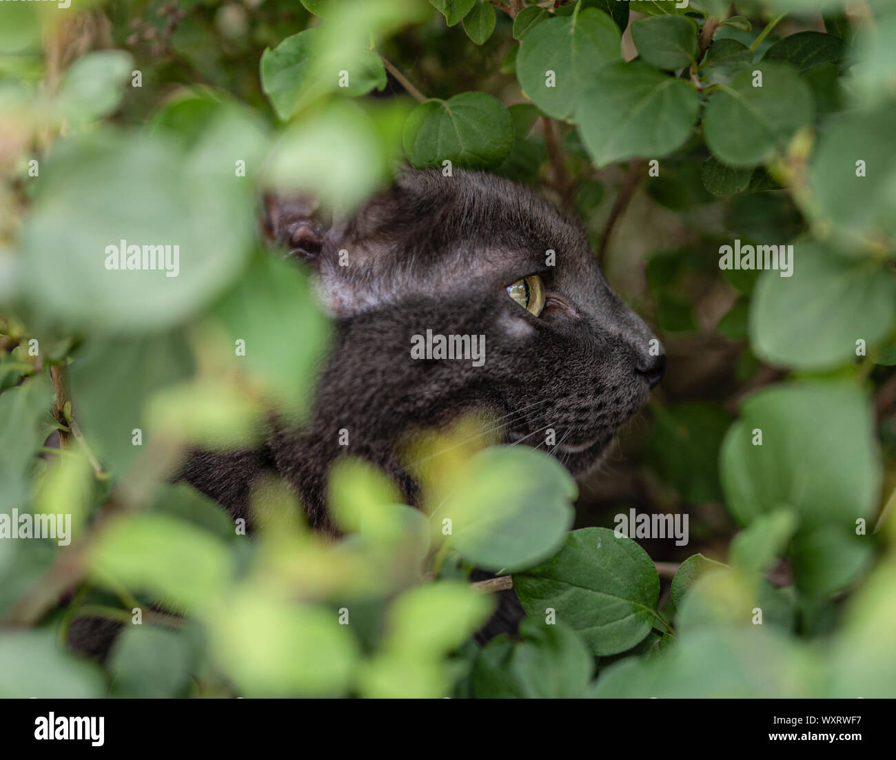 Cat hiding in bush Stock Photo - Alamy