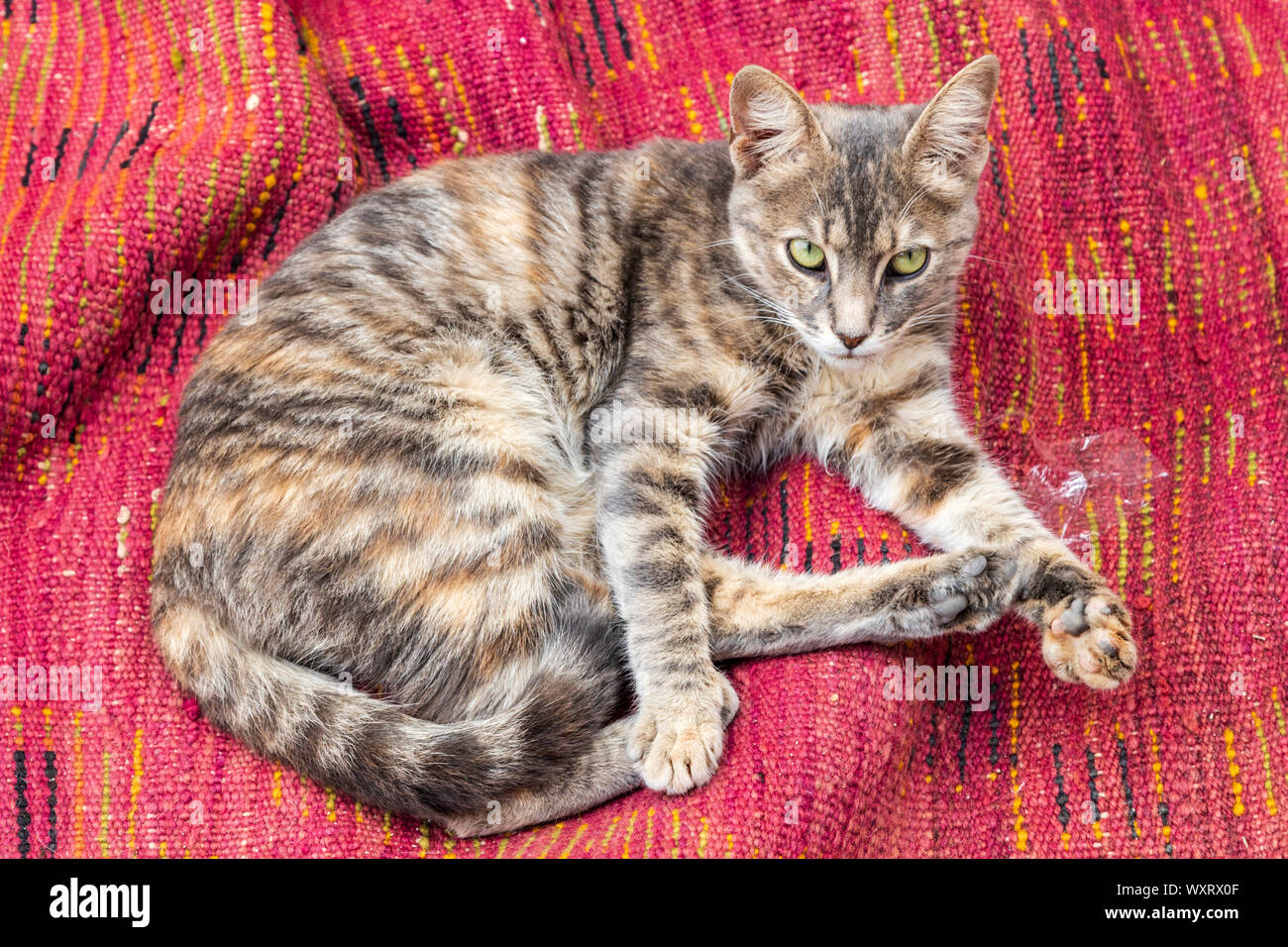 Feral tabby cat lying on a carpet in Essaouira, Moroccocat, Mahgreb ...