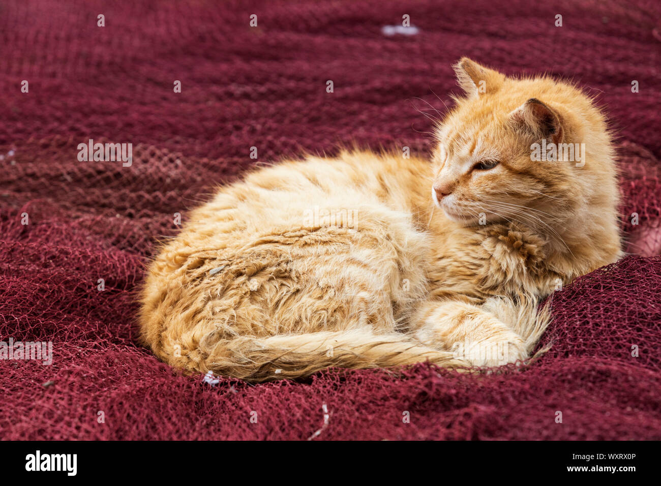 Feral ginger tomcat resting on fishing nets in Essaouira, Moroccocat ...