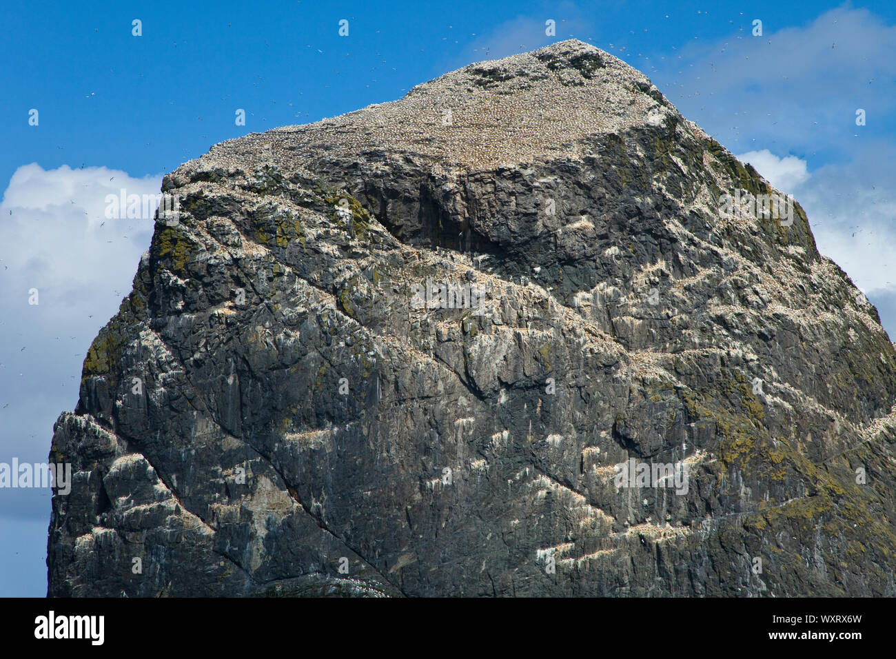 Isla Stac Lee. Colonia de alcatraz. Archipielago St. Kilda. Outer ...